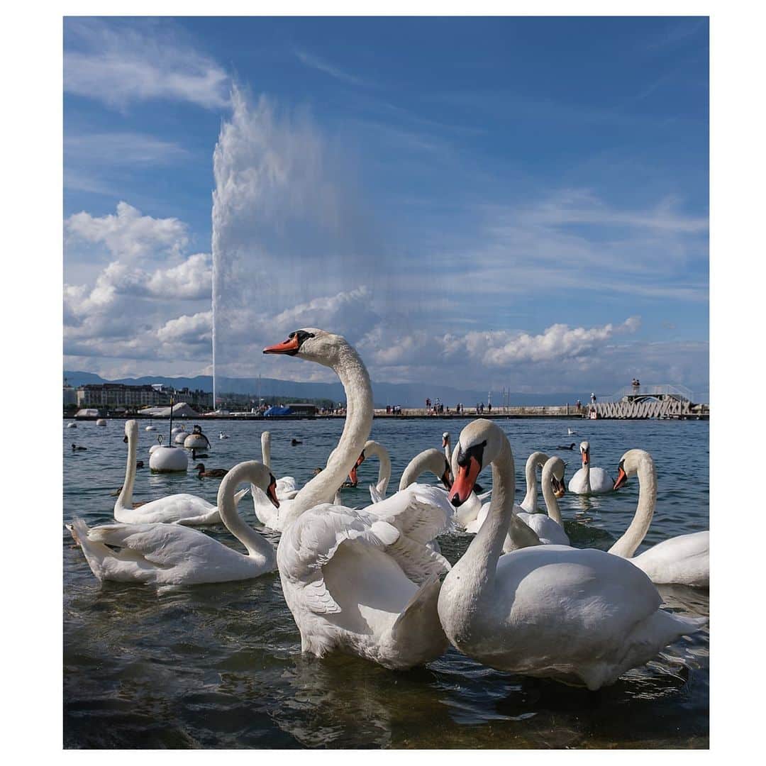 Genève, le Jet d'Eau dans la rade